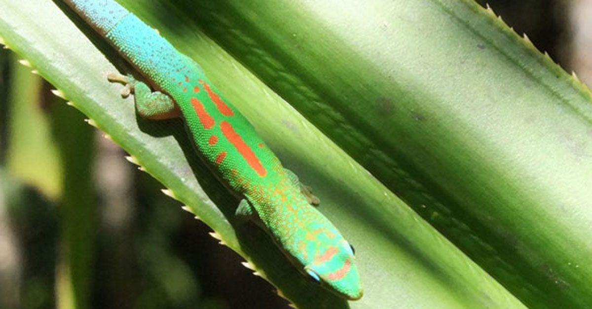 Project Phelsuma - Environmental Conservation - SEED Madagascar